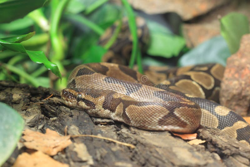 Ball python stock photo. Image of adult, python, nature - 34930606