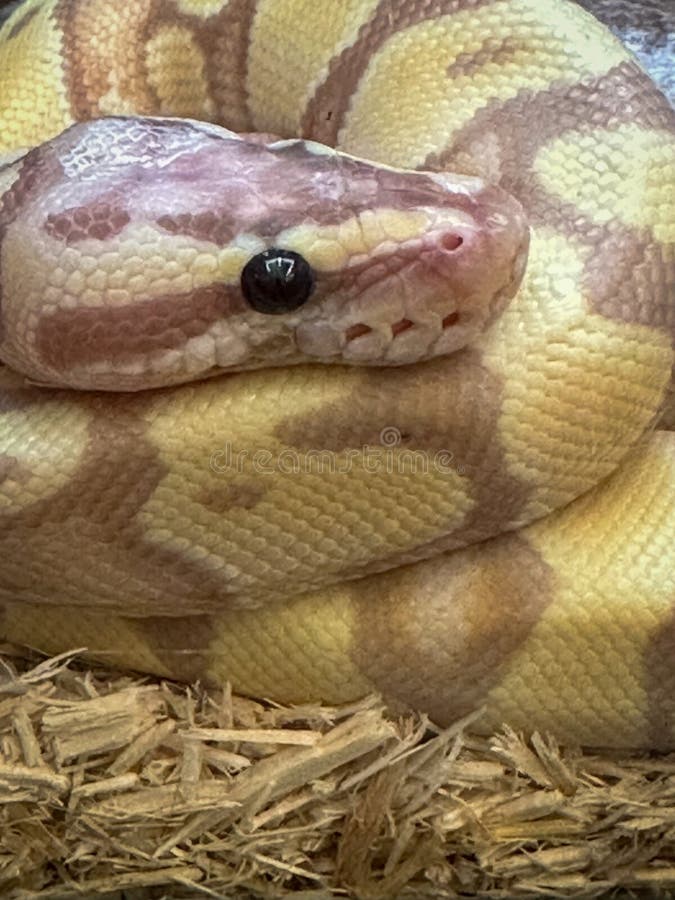 Ball Python stock image. Image of contrictor, scales - 273576053