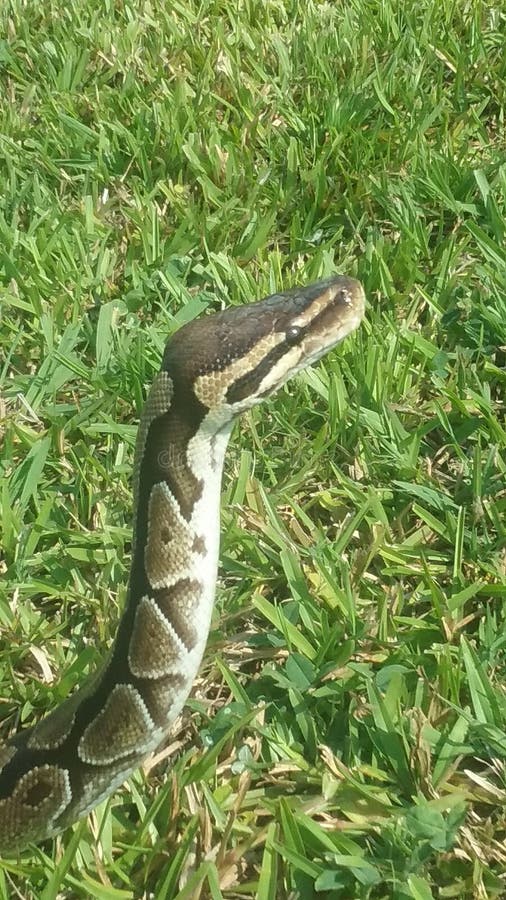 Ball Python Mama Here Showing Out Again with Her Phat Boi Head Up ...