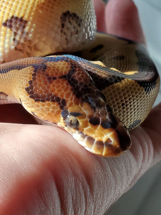 Ball python morph is clown stock photo. Image of insect - 232196862