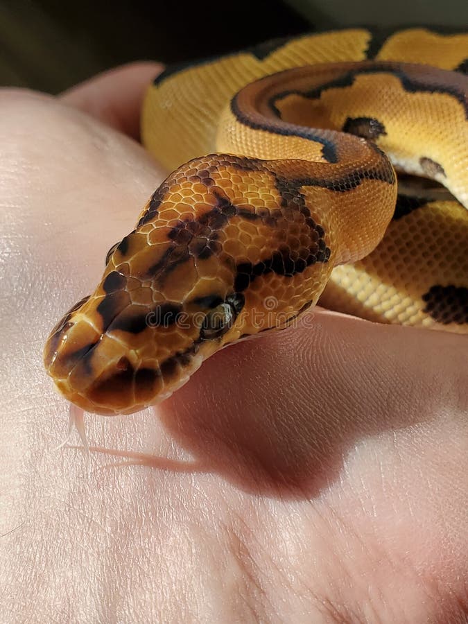 Ball python morph is clown stock photo. Image of beetle - 232196876
