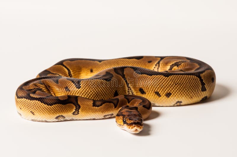 Ball Python on White Background Stock Image - Image of cute, animals ...