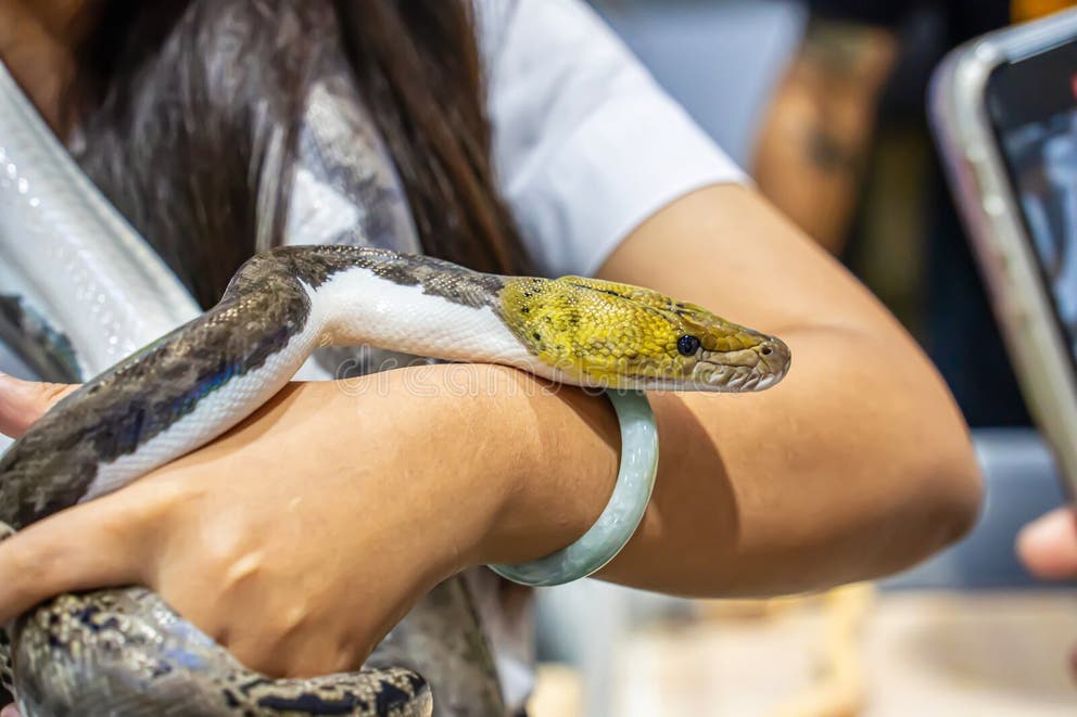 Ball python stock photo. Image of pattern, dangerous - 322570048