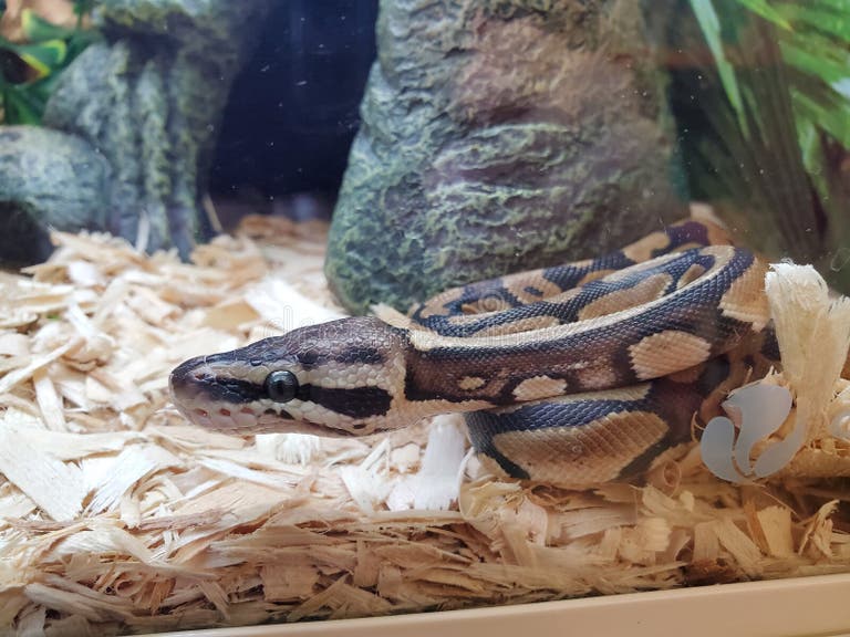 Ball python at petstore stock image. Image of wildlife - 207030619