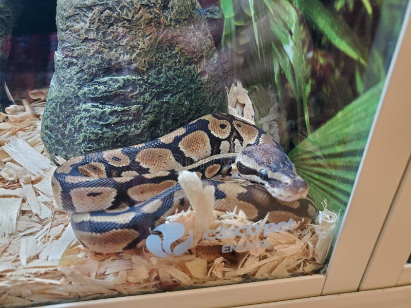 Ball python at petstore stock image. Image of sculpture - 207030621