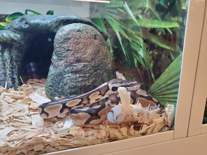 Ball python at petstore stock image. Image of wildlife - 207030625