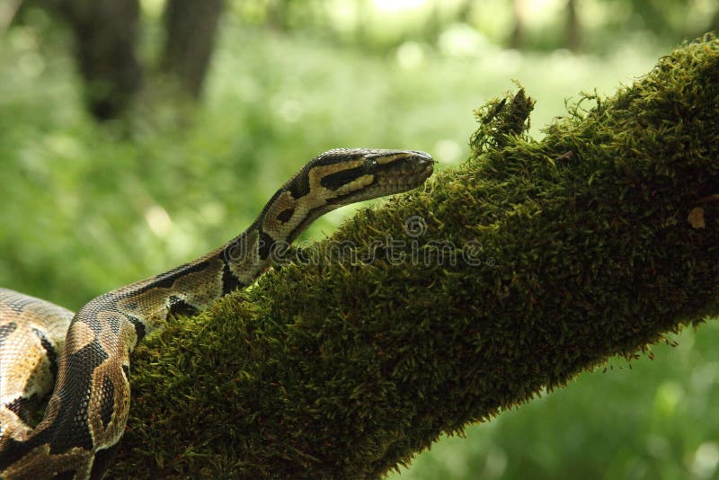The Ball Python Python Regius Also Called The Royal Python On The Old