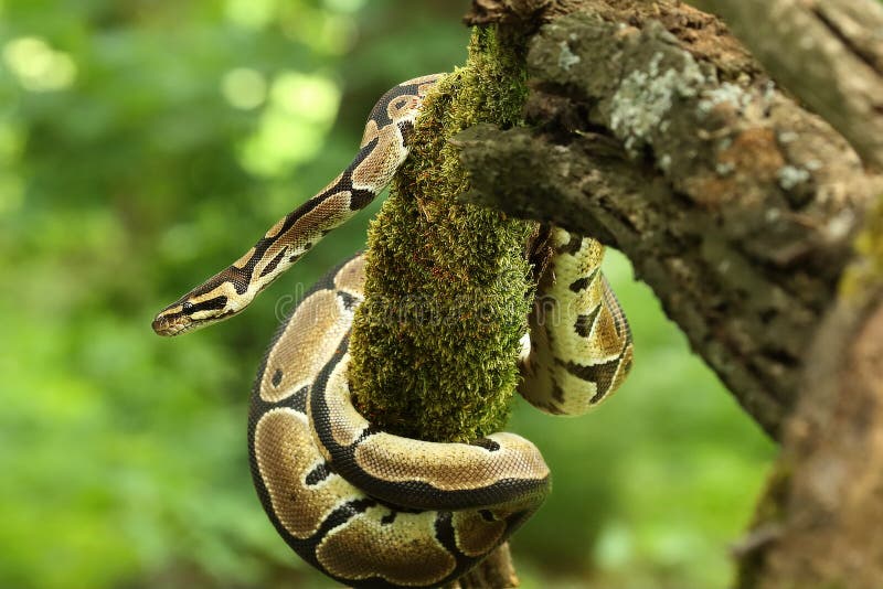 The Ball Python Python Regius Also Called The Royal Python On The Old 9002