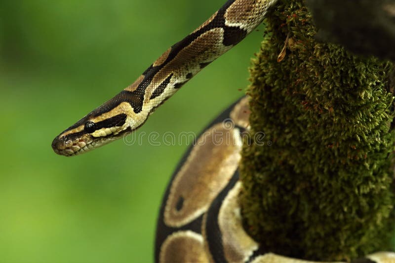 The Ball Python Python Regius Also Called The Royal Python On The Old 9377