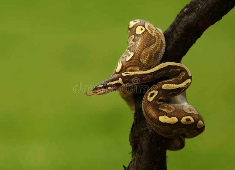 The Ball Python Python Regius, Also Called the Royal Python, on the Old Branche in Green Forest ...