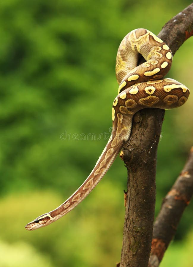 The Ball Python Python Regius, Also Called the Royal Python, on the Old Branche in Green Forest ...