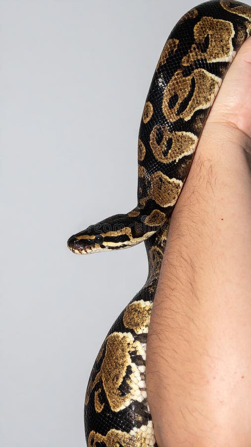 Typical Triangular Shape Stock Illustrations – 216 Typical Triangular ...