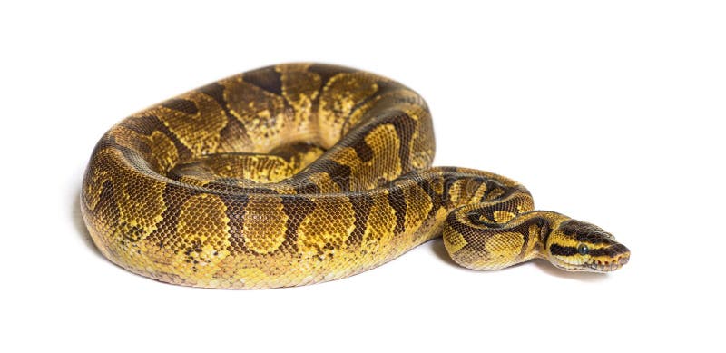 Ball Python, Python Regius, Isolated Stock Image - Image of reptile ...
