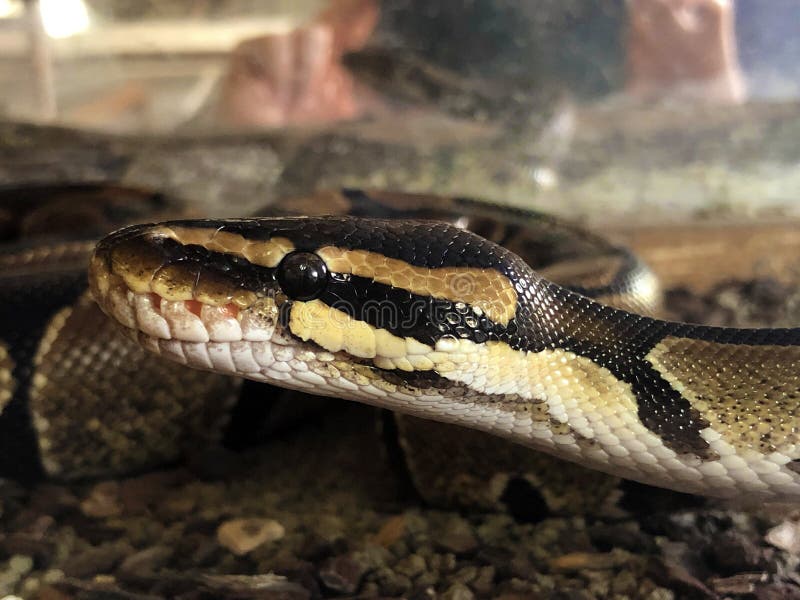 Koenigspython Stock Photos - Free & Royalty-Free Stock Photos from ...