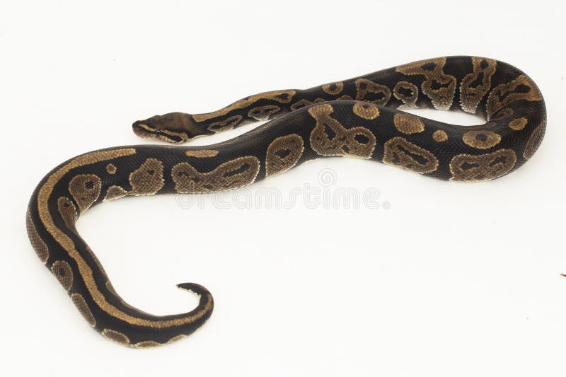 779 Ball Python Snake Head Stock Photos - Free & Royalty-Free Stock ...