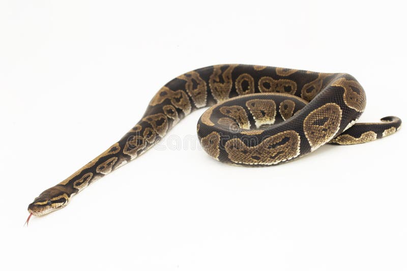 779 Ball Python Snake Head Stock Photos - Free & Royalty-Free Stock ...