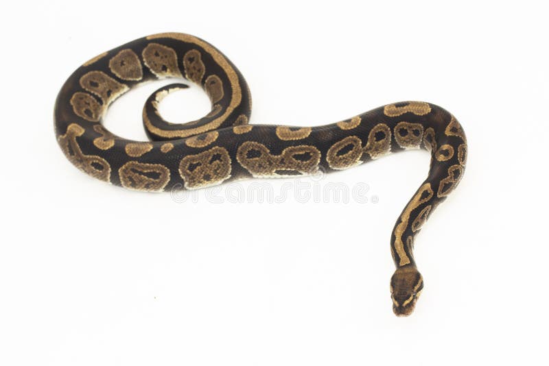 779 Ball Python Snake Head Stock Photos - Free & Royalty-Free Stock ...