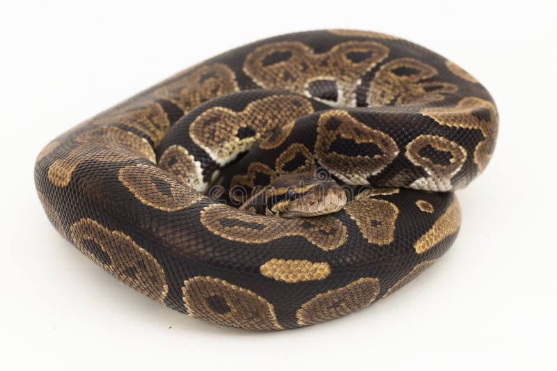 779 Ball Python Snake Head Stock Photos - Free & Royalty-Free Stock ...
