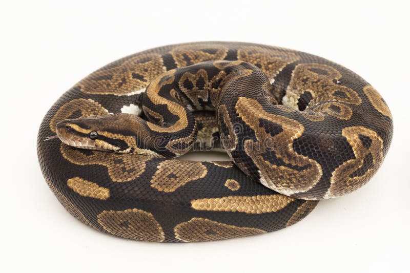 778 Ball Python Snake Head Stock Photos - Free & Royalty-Free Stock ...