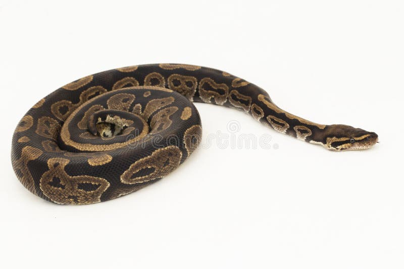 778 Ball Python Snake Head Stock Photos - Free & Royalty-Free Stock ...