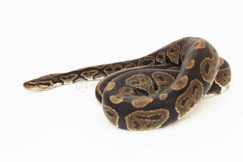 Snake Afican Stock Photos - Free & Royalty-Free Stock Photos from ...