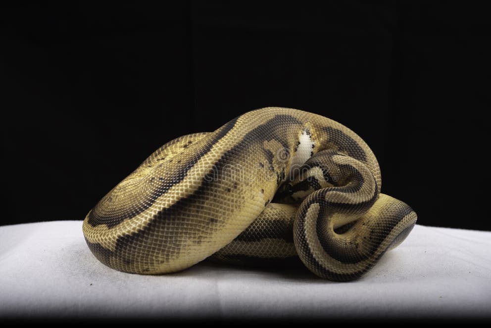 Ball Python for Sale stock photo. Image of reptile, snake - 337903214