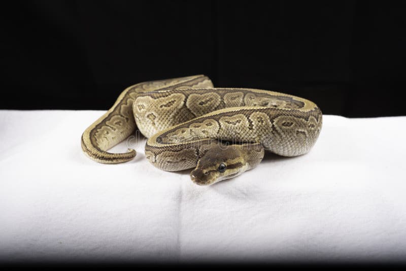 Ball Python for Sale stock image. Image of carpet, nature - 337903217