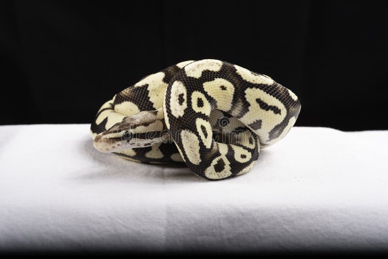 Ball Python for Sale stock image. Image of serpent, tortoise - 337903235