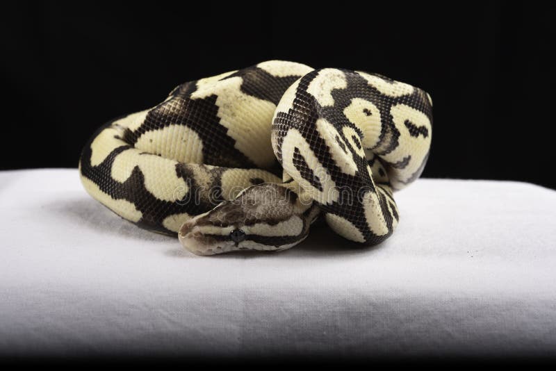 Ball Python for Sale stock image. Image of hawk, refuge - 337903243