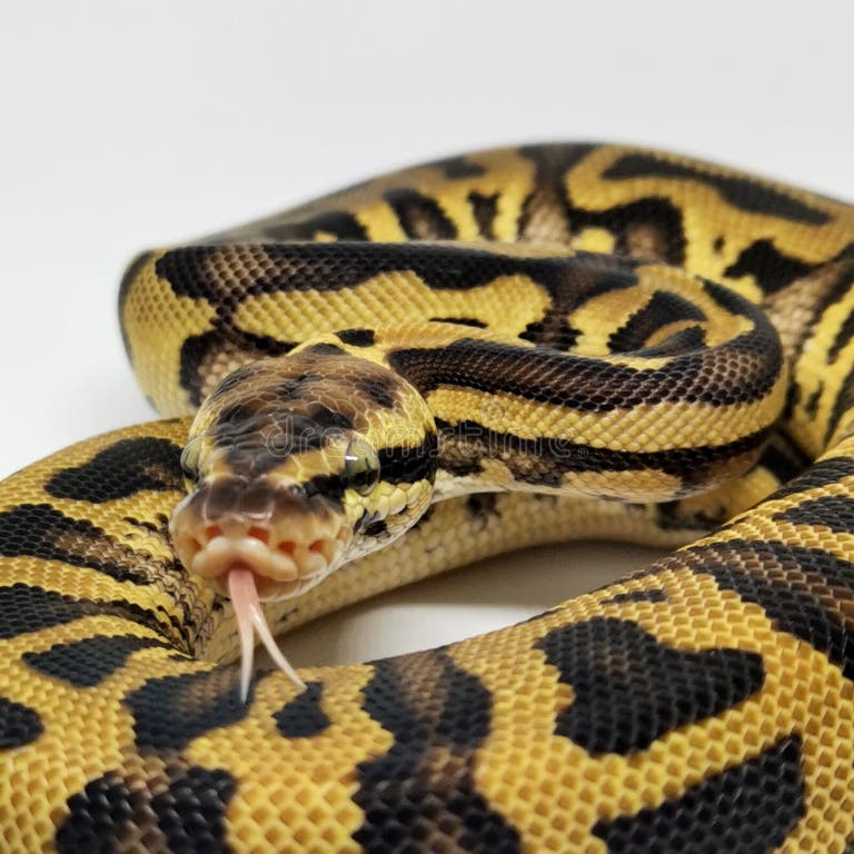 Ball Python Snake, Royal Python, Python Regius Stock Image - Image of regius, ball: 283708027