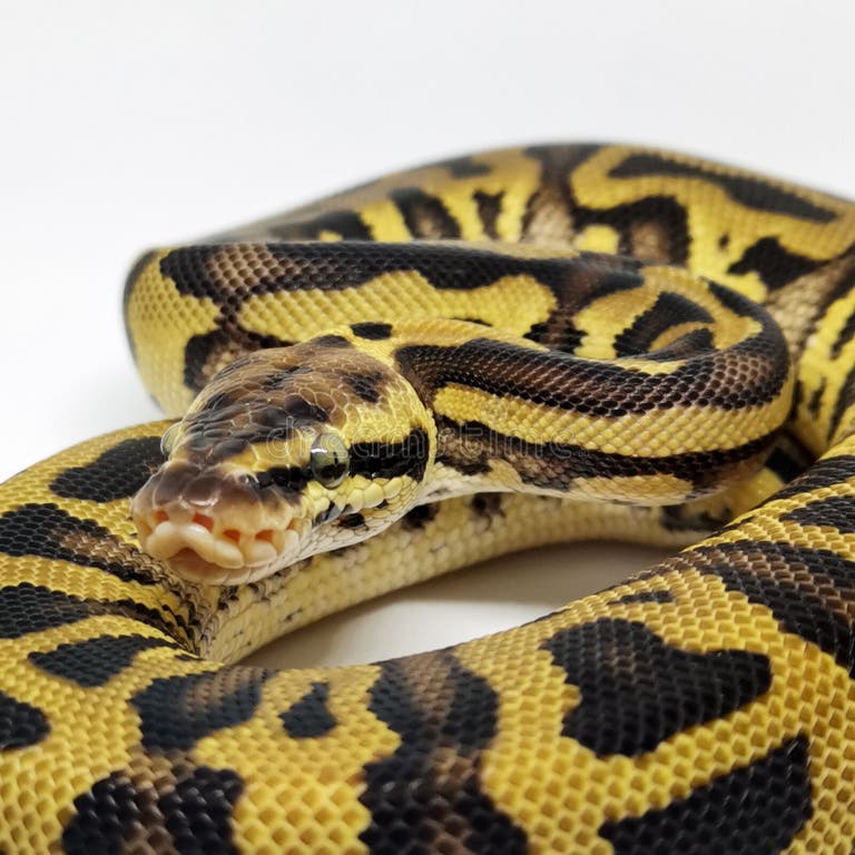 Ball Python Snake, Royal Python, Python Regius Stock Photo - Image of royal, ball: 283708034