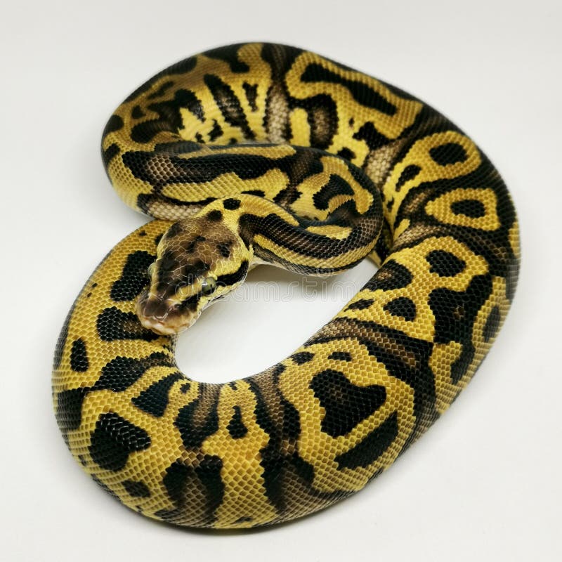 Ball Python Snake, Royal Python, Python Regius Stock Photo - Image of reptile, ball: 283708046
