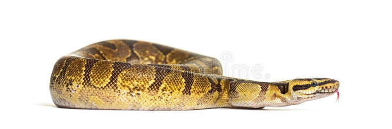 Ball Python Sniffing, Python Regius, Isolated Stock Image - Image of ...