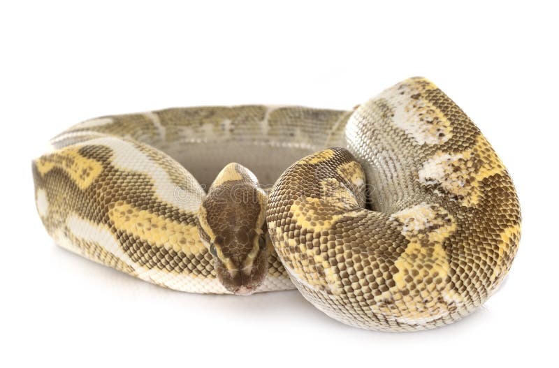 Banana Ball Python Stock Photos - Free & Royalty-Free Stock Photos from ...