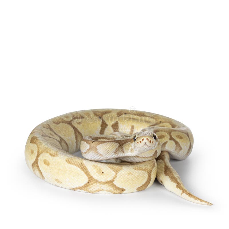 895 Smiley Face Ball Background Stock Photos - Free & Royalty-Free ...