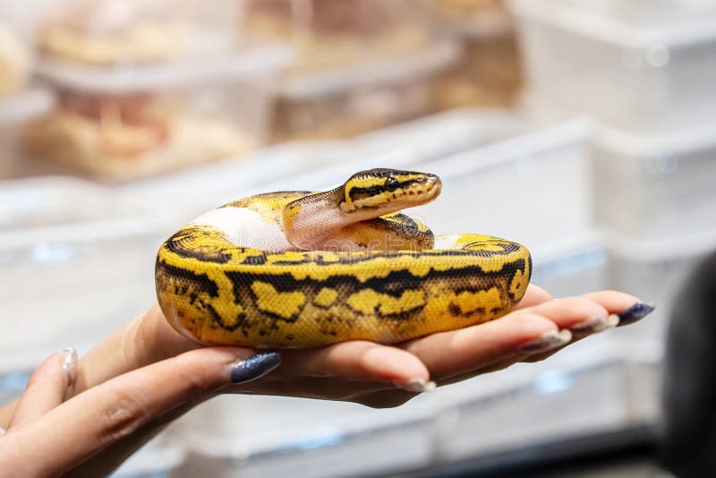 Ball python stock photo. Image of evil, poisonous, mouth - 321885676