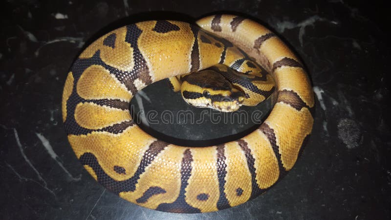 Ball python stock image. Image of serpent, snake, vertebrate - 60341025
