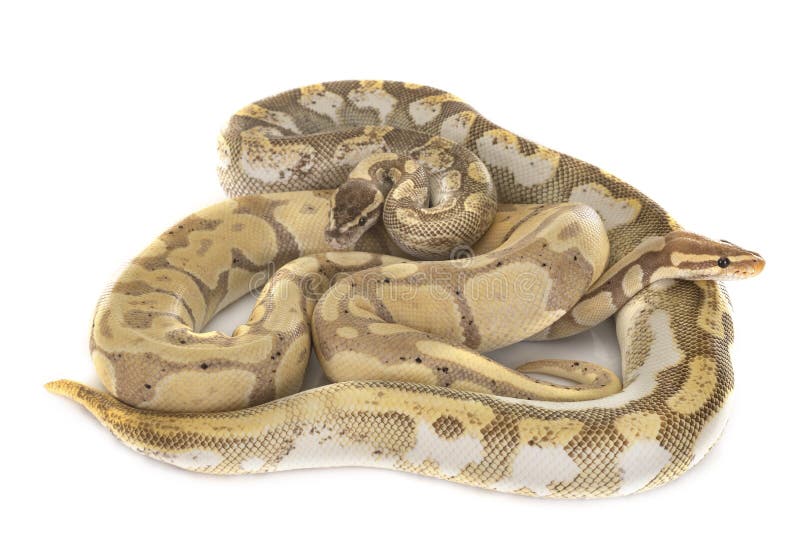 Ball pythons en studio image stock. Image du isolement - 158257271