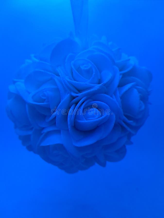 Ball of Roses with Blue Lighting Stock Image - Image of plant, blue ...