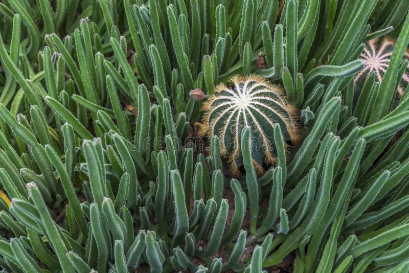 Cacti in a garden stock photo. Image of garden, close - 105637758