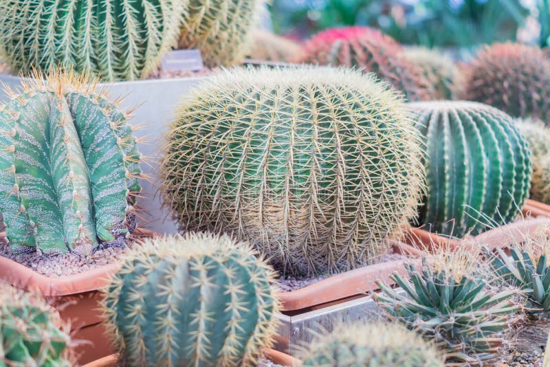 Ball Shaped Cacti in Botanical Garden Stock Photo - Image of shape ...