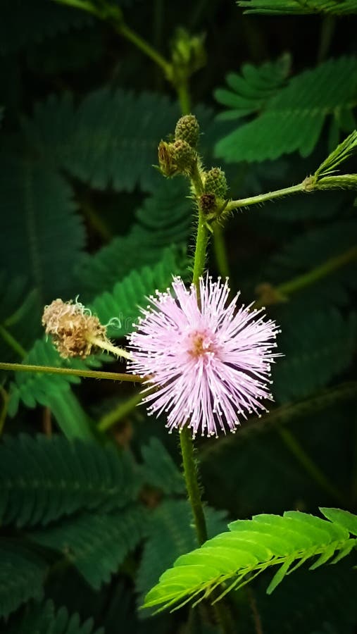 The Ball-shaped Flowers are Very Dense and the Leaves Close when ...