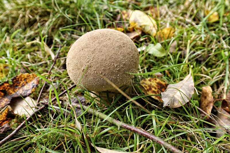 Ball Shaped Mushroom in the Forest Land Stock Image - Image of mushroom ...