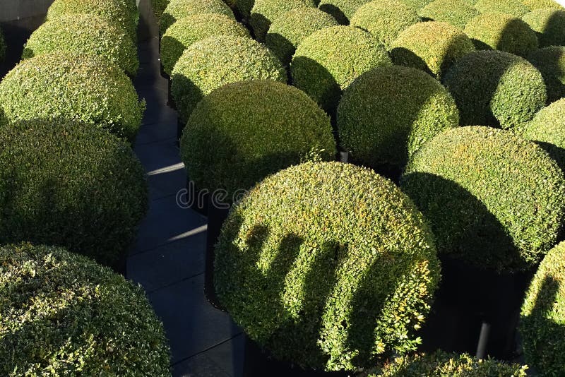 Shrubs, Bushes In Shape Of Animals, Isle Mainau Stock Photo - Image of ...