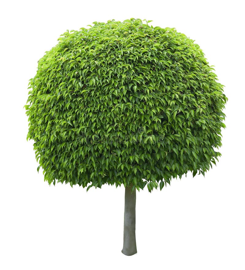 Ball Shaped Trees, New Delhi Stock Image - Image of park, leaves: 15017901