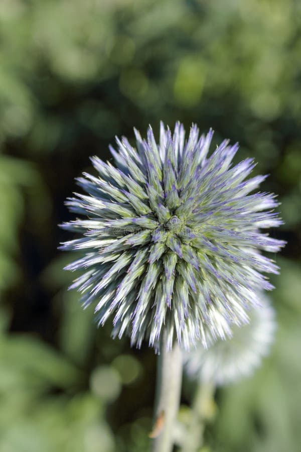 Ball Thistle in a Botanical Garden Stock Photo - Image of asteraceae ...