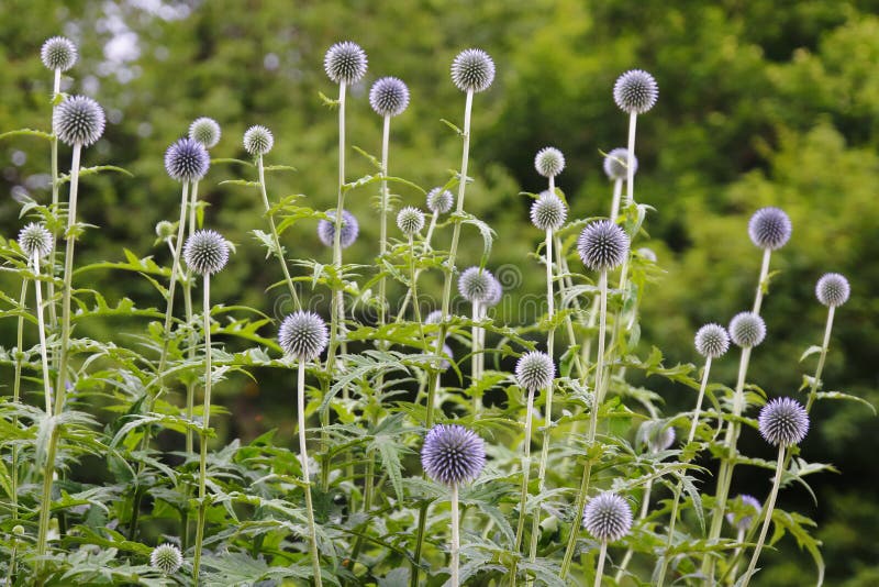 Ball thistle, close-up stock photo. Image of star, sphere - 176601944