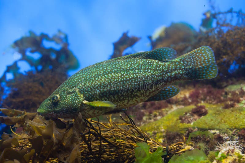 Ballan Wrasse Labrus Bergylta. Stock Image - Image of swim, islands ...