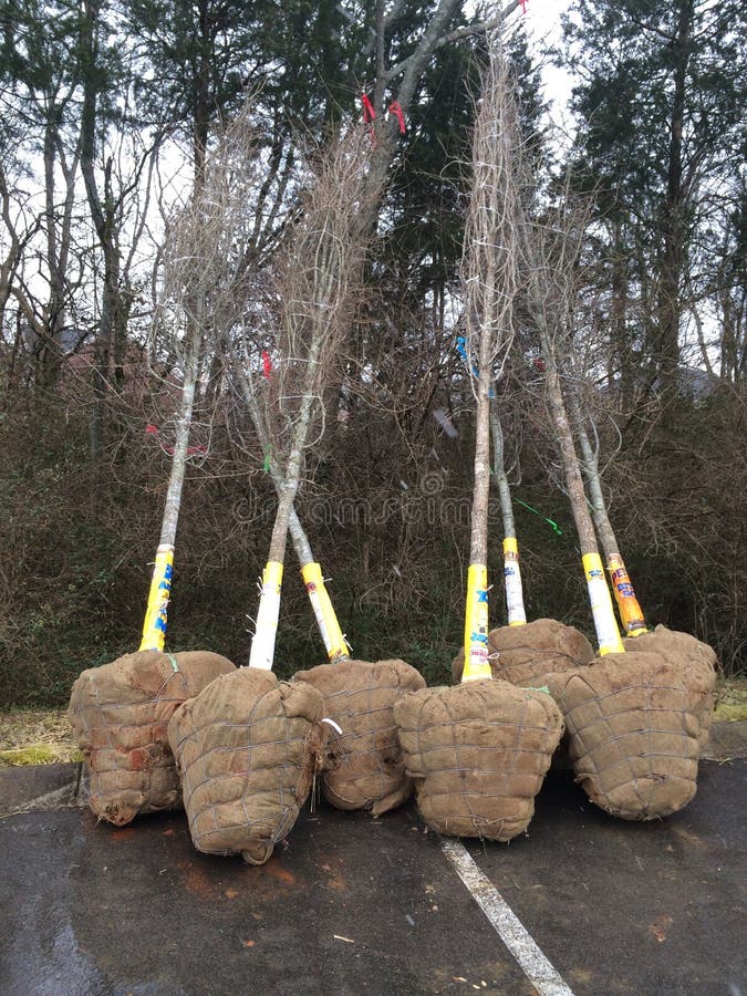 Balled and Burlapped Trees stock image. Image of environment - 45873839