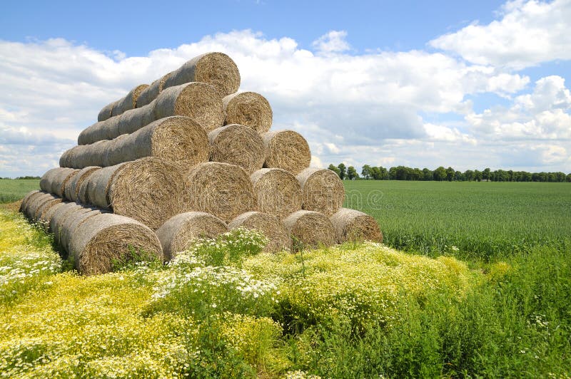 Ballen Heu stockfoto. Bild von landwirtschaft, land, ballen - 22669096